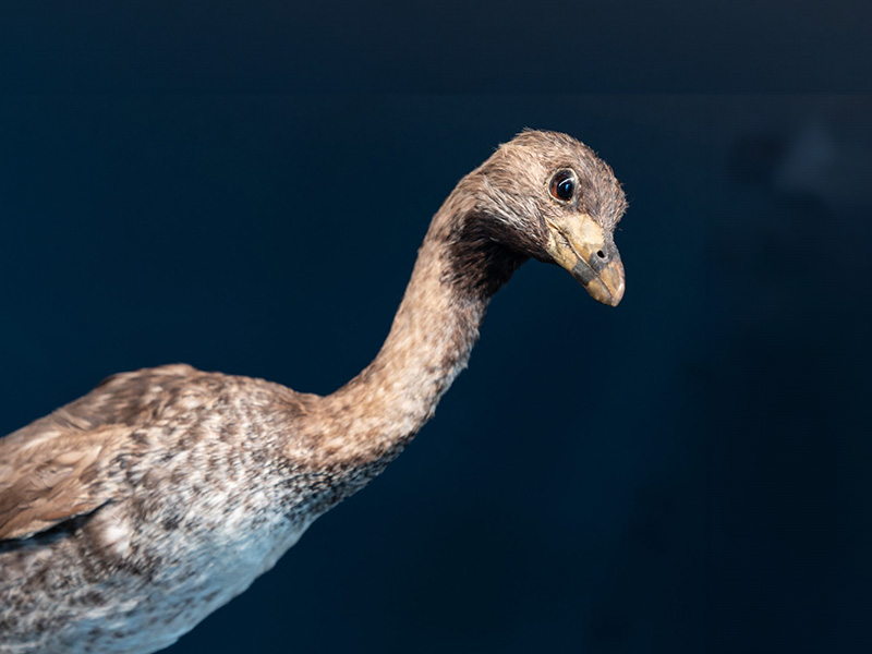 Atitlán Grebe – STLCGBG